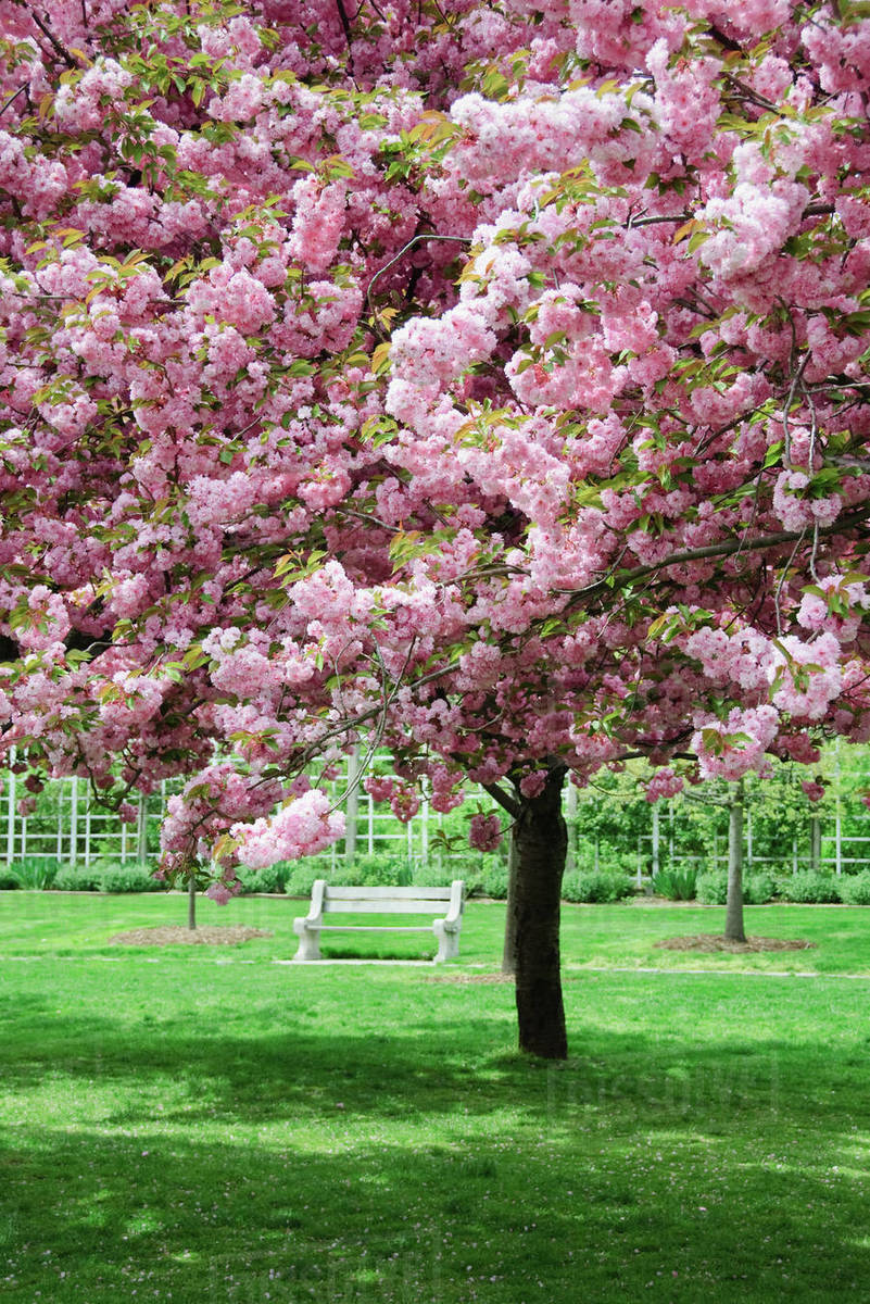 Cherry Blossoms - Royalty-free Stock Photo | Dissolve