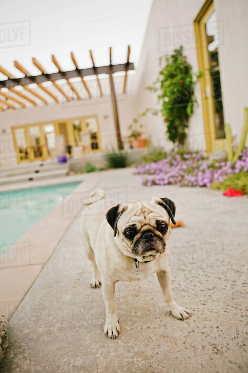 Pug by swimming pool in backyard - Royalty-free Stock Photo | Dissolve