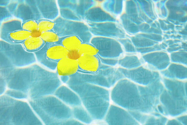 Flowers floating in pool - Royalty-free Stock Photo | Dissolve