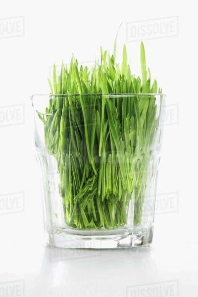 Grass in glass - Royalty-free Stock Photo | Dissolve