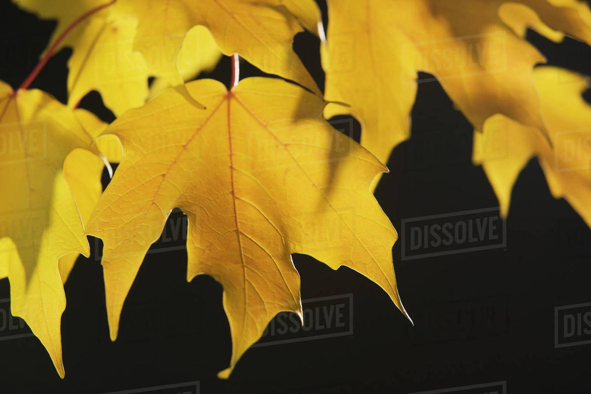 Close up of autumn leaves on branch - Stock Photo - Dissolve
