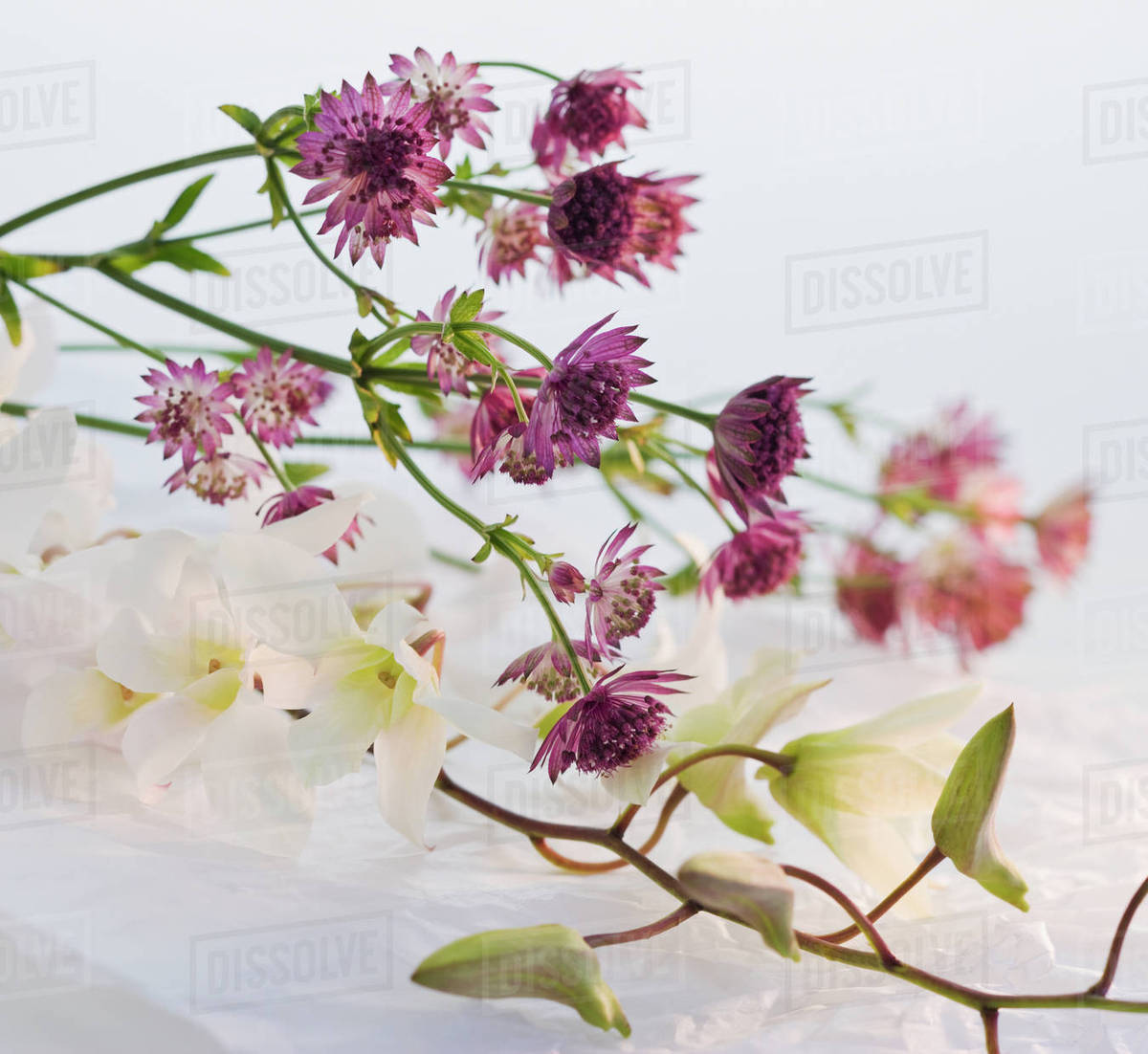 Close up of flowers - Royalty-free Stock Photo | Dissolve