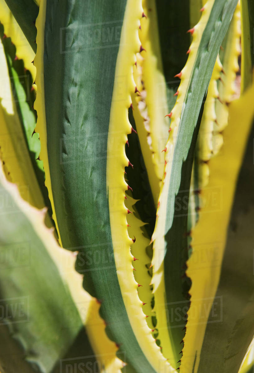 Close up of agave cactus plant - Royalty-free Stock Photo | Dissolve