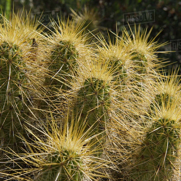 Golden Hedgehog Cactus - Royalty-free Stock Photo | Dissolve