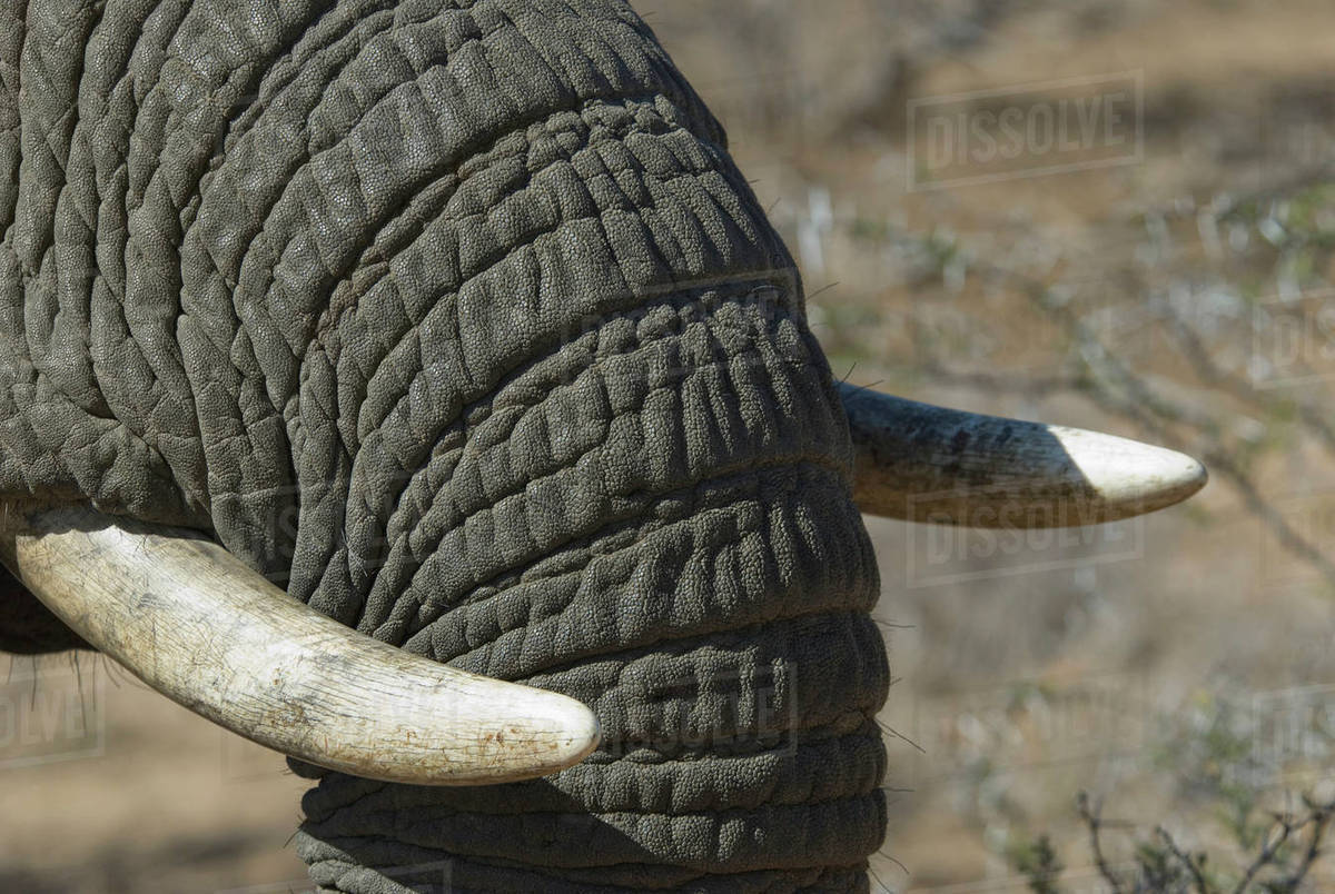 Close up of elephant trunk and tusk - Royalty-free Stock Photo | Dissolve