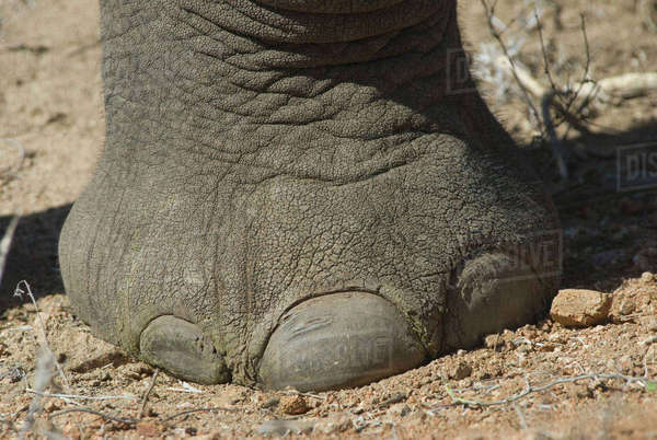 Close up of elephant foot - Stock Photo - Dissolve
