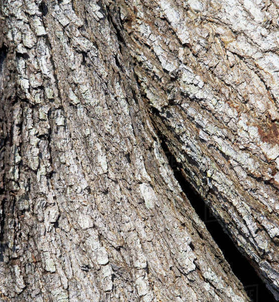Trees/ bark - Stock Photo - Dissolve