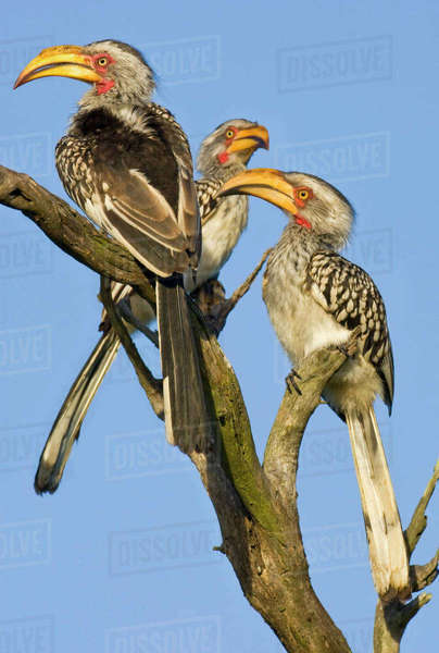 Three birds perched on tree branch - Stock Photo - Dissolve