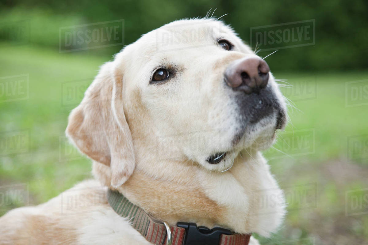 Close up portrait of dog - Royalty-free Stock Photo | Dissolve