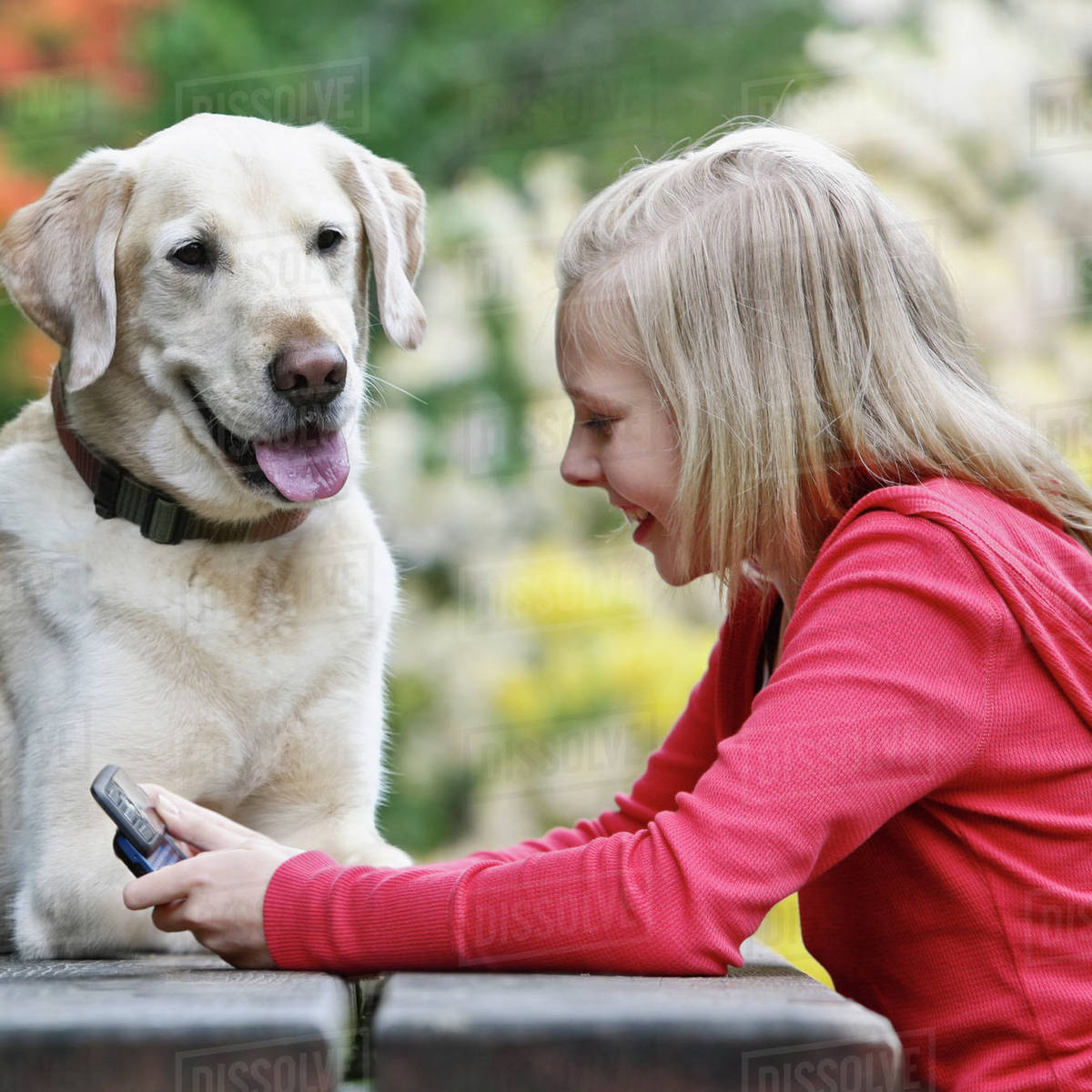 Dog watching girl use cell phone - Stock Photo - Dissolve