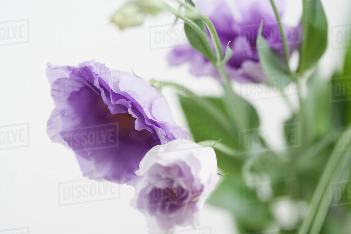 Studio shot of flowers - Royalty-free Stock Photo | Dissolve