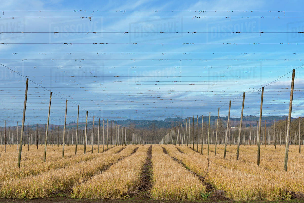 View of hop trellis - Royalty-free Stock Photo | Dissolve