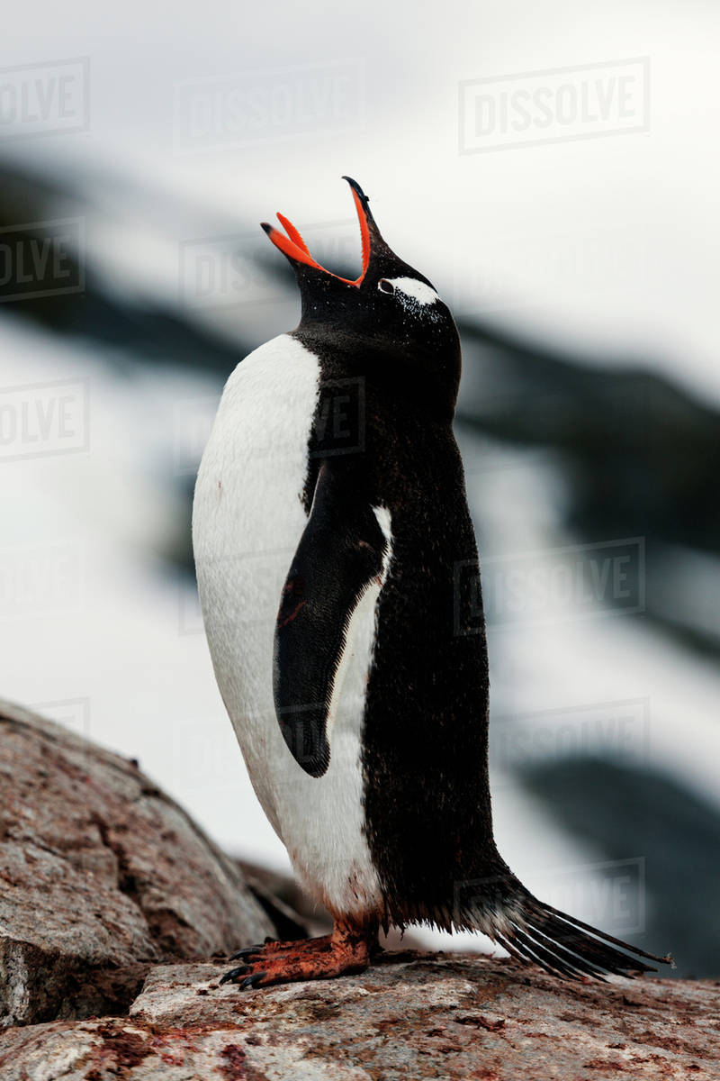 Screaming penguin - Stock Photo - Dissolve