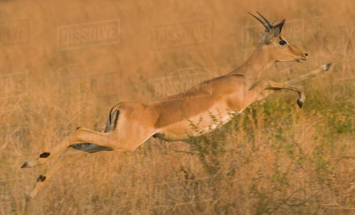 Impala jumping, Greater Kruger National Park, South Africa - Royalty ...