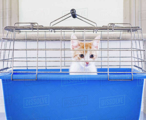 Portrait of kitten in cage - Royalty-free Stock Photo | Dissolve