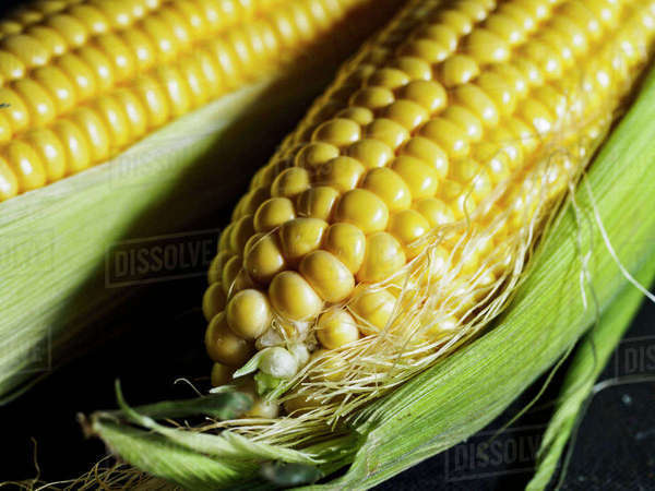 Close up of corn - Royalty-free Stock Photo | Dissolve