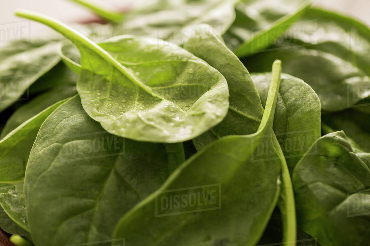 Close-up of spinach leaves - Stock Photo - Dissolve