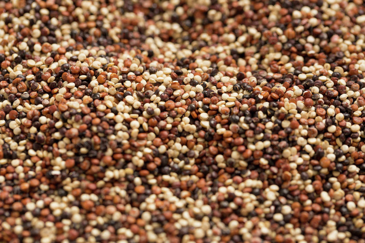 Close-up of quinoa - Stock Photo - Dissolve