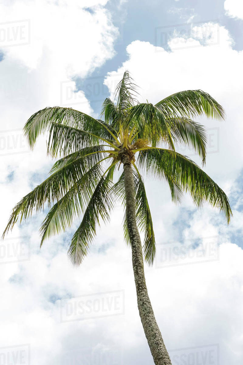 High palm tree - Royalty-free Stock Photo | Dissolve