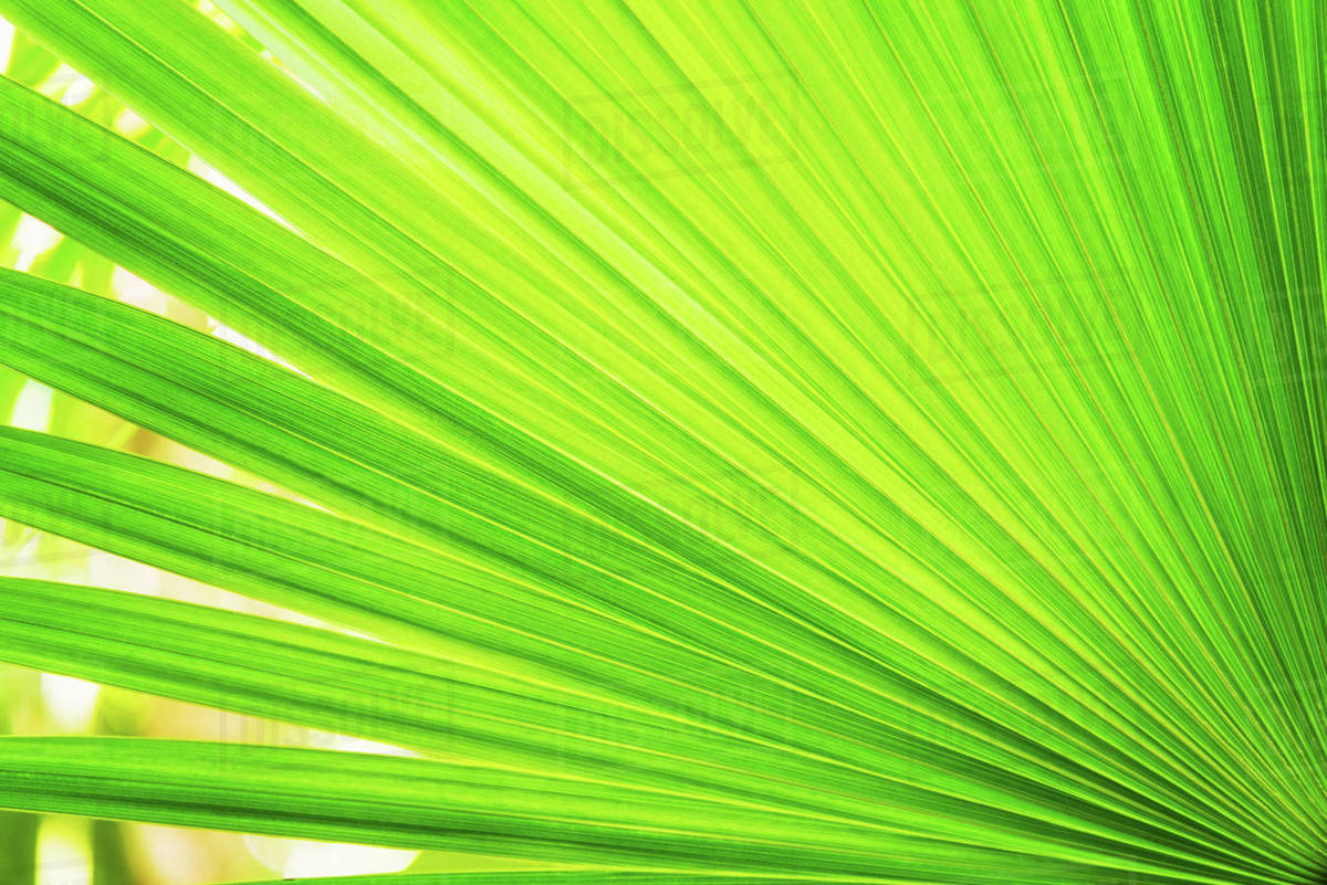Close-up of palm leaf - Royalty-free Stock Photo | Dissolve