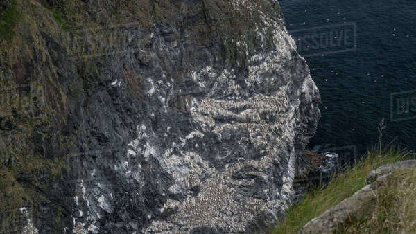 Many Sea birds nesting on a cliff on an island in Norway - Royalty-free ...