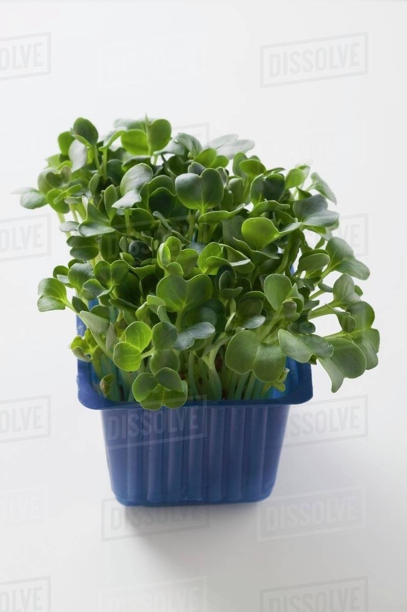 Daikon cress in plastic punnet - Stock Photo - Dissolve