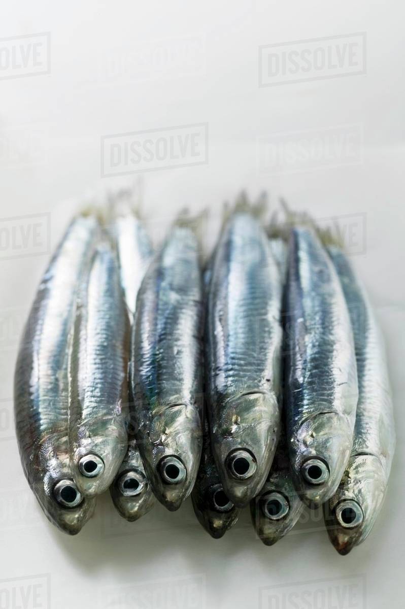 Several fresh anchovies - Royalty-free Stock Photo | Dissolve