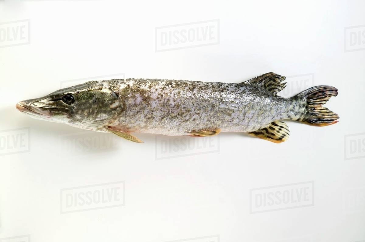 Whole pike - Stock Photo - Dissolve