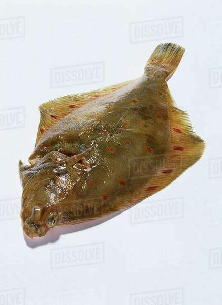 A Common Plaice - Royalty-free Stock Photo | Dissolve