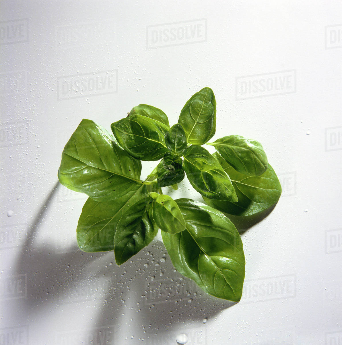 Basil; drops of water - Royalty-free Stock Photo | Dissolve