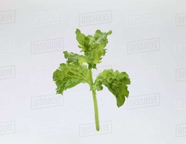 Curly mint - Stock Photo - Dissolve