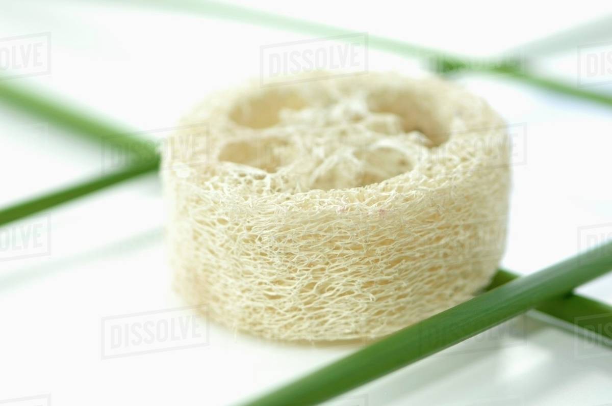 A loafer sponge and papryus sedge stalks - Royalty-free Stock Photo ...