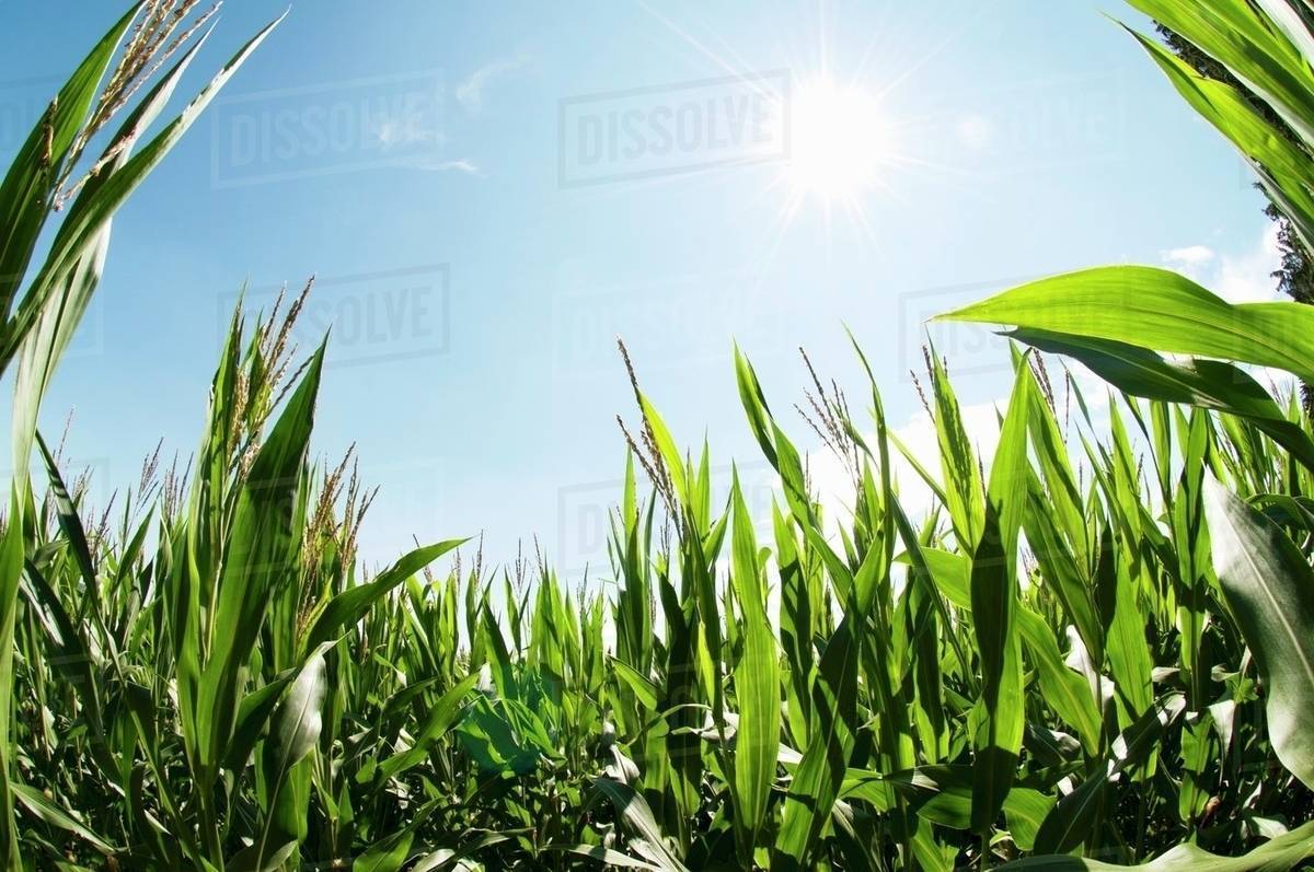 A corn field in the sun - Royalty-free Stock Photo | Dissolve