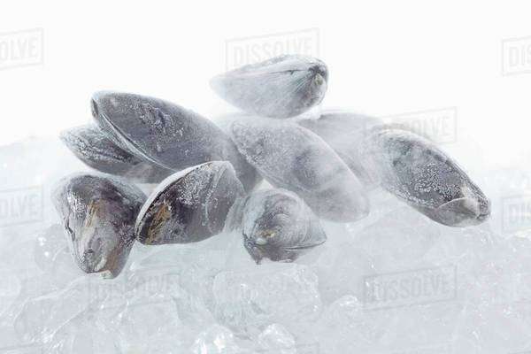 Frozen mussels - Royalty-free Stock Photo | Dissolve
