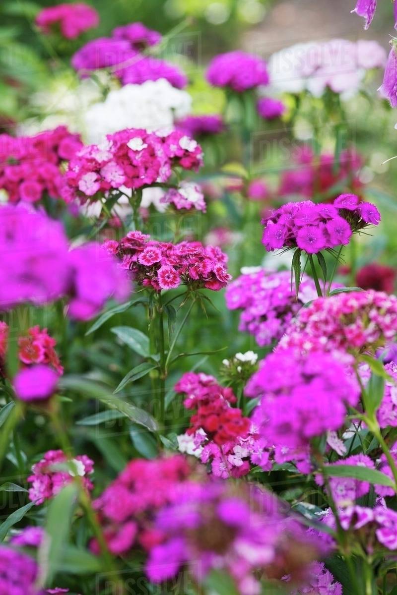 Purple Sweet William in a garden - Stock Photo - Dissolve