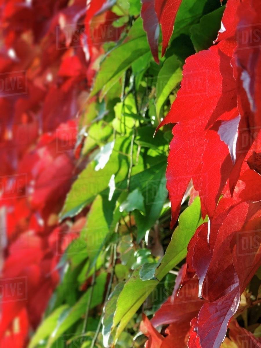 Vine leaves in their autumn colours - Stock Photo - Dissolve