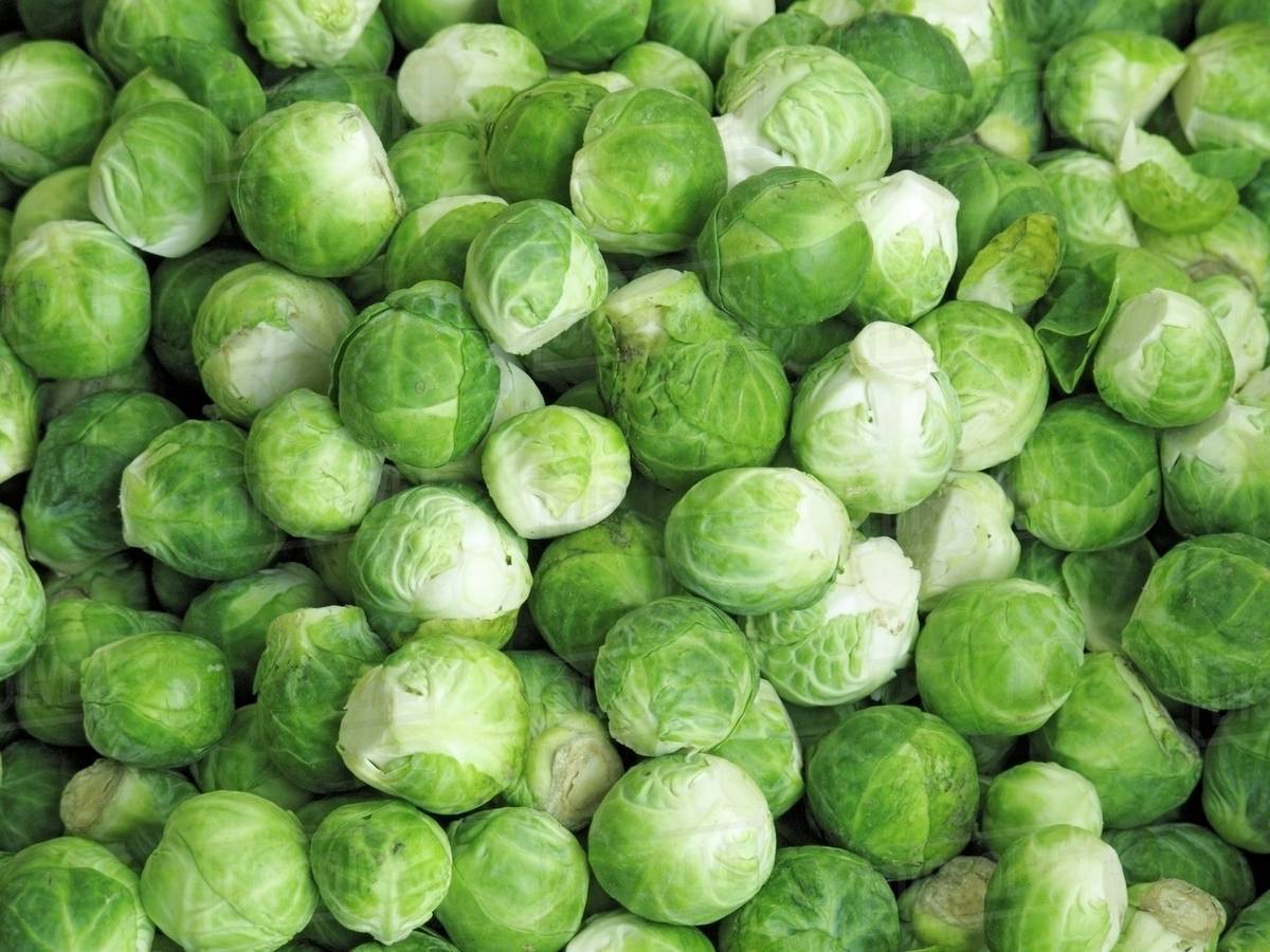 Fresh brussels sprouts (macro zoom) - Stock Photo - Dissolve