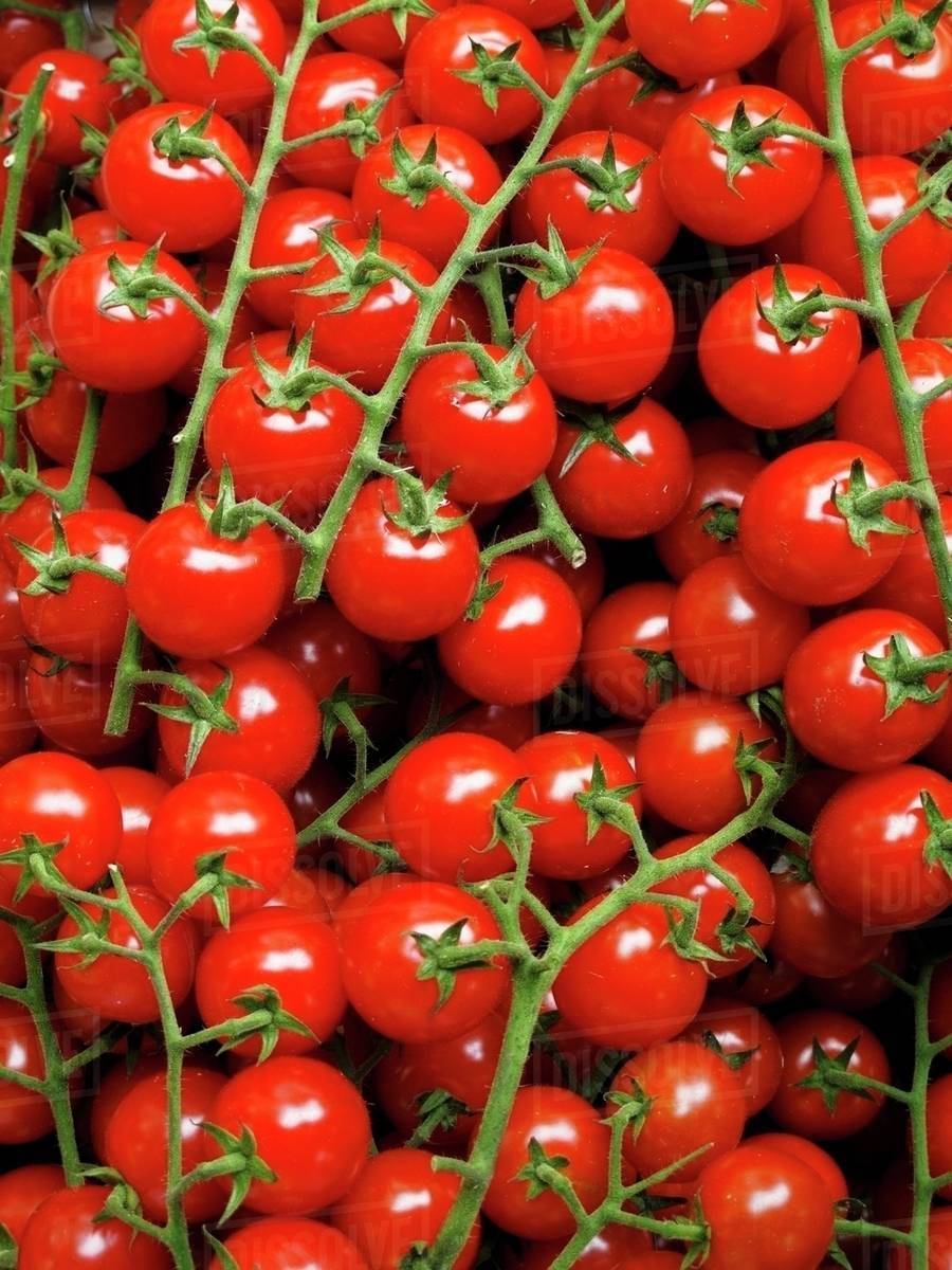 Many Fresh Grape Tomatoes - Royalty-free Stock Photo | Dissolve