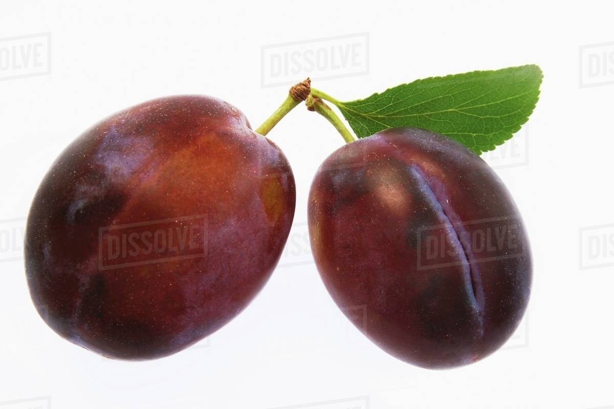 Two Plums - Royalty-free Stock Photo | Dissolve