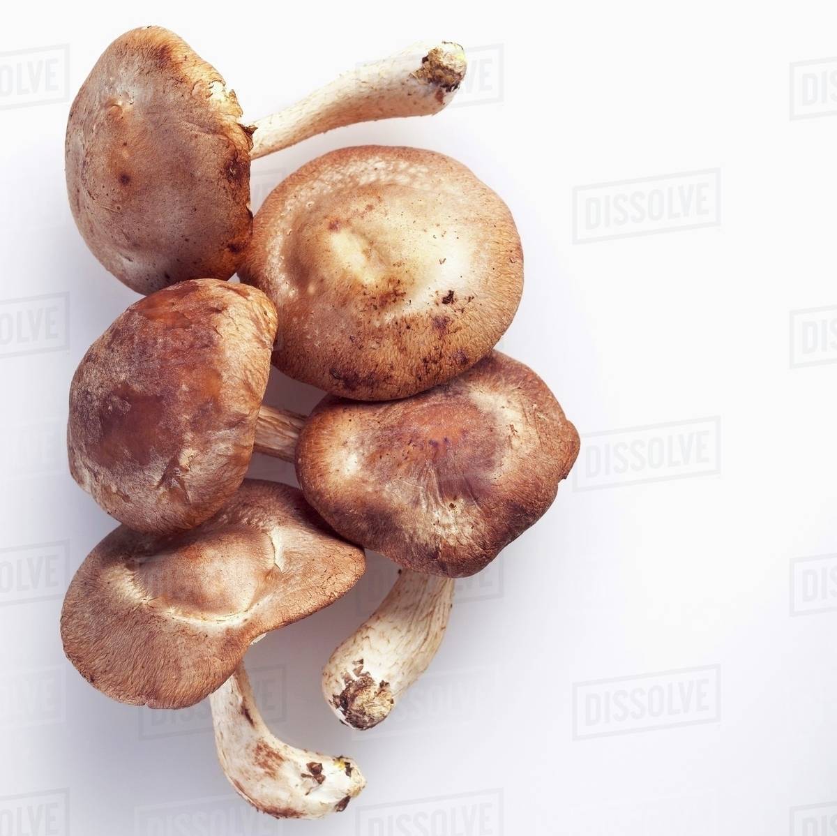 Whole Shiitake Mushrooms on White - Royalty-free Stock Photo | Dissolve