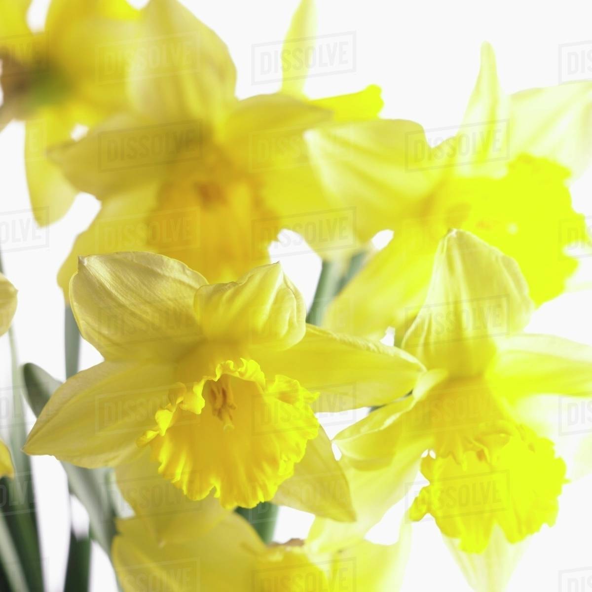 Flowering narcissi - Royalty-free Stock Photo | Dissolve