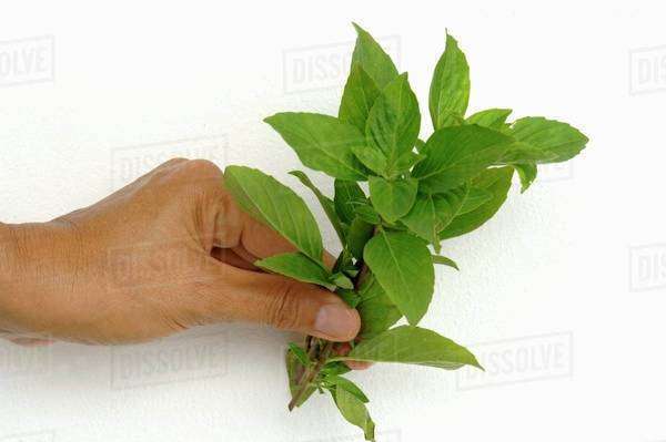 Hand holding fresh Thai basil - Royalty-free Stock Photo | Dissolve