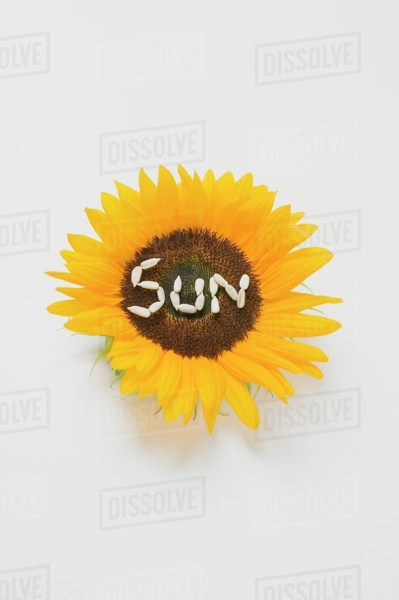 Sunflower with the word SUN written in sunflower seeds - Stock Photo ...