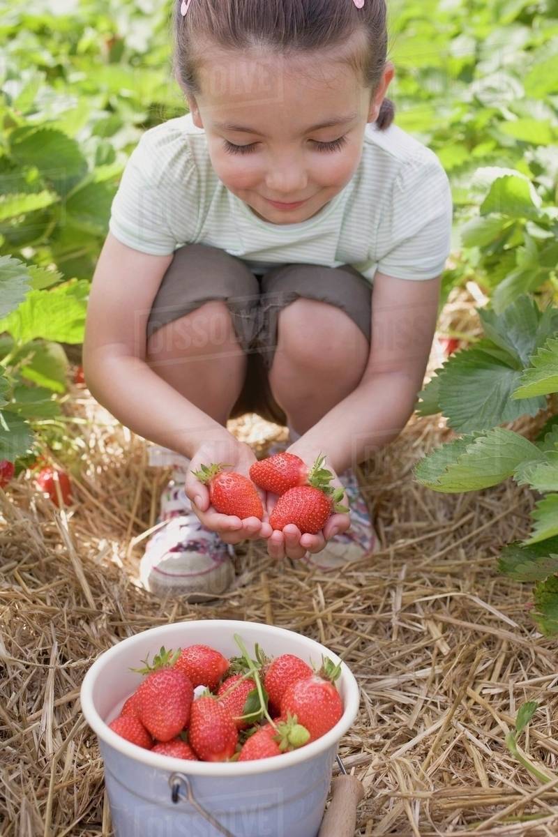 Little girl picking strawberries in strawberry field - Royalty-free ...