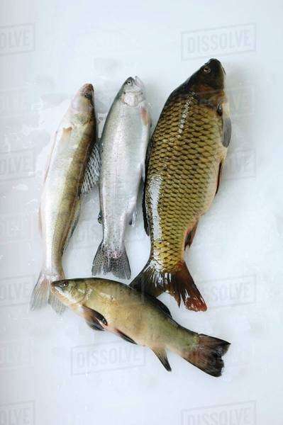 Freshwater fish: zander, trout, carp, charr - Stock Photo - Dissolve