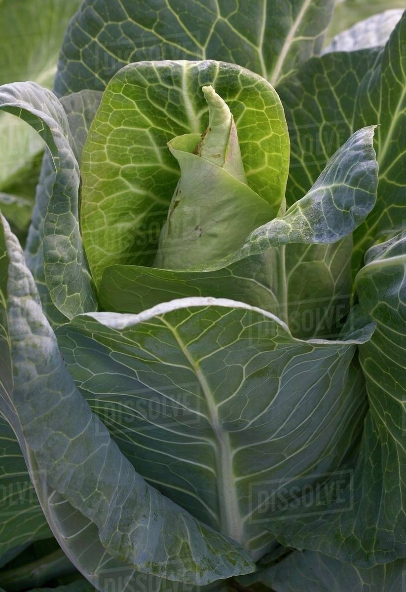 Pointed cabbage (close-up) - Stock Photo - Dissolve