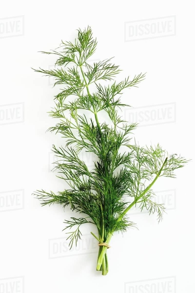 Fresh dill - Royalty-free Stock Photo | Dissolve