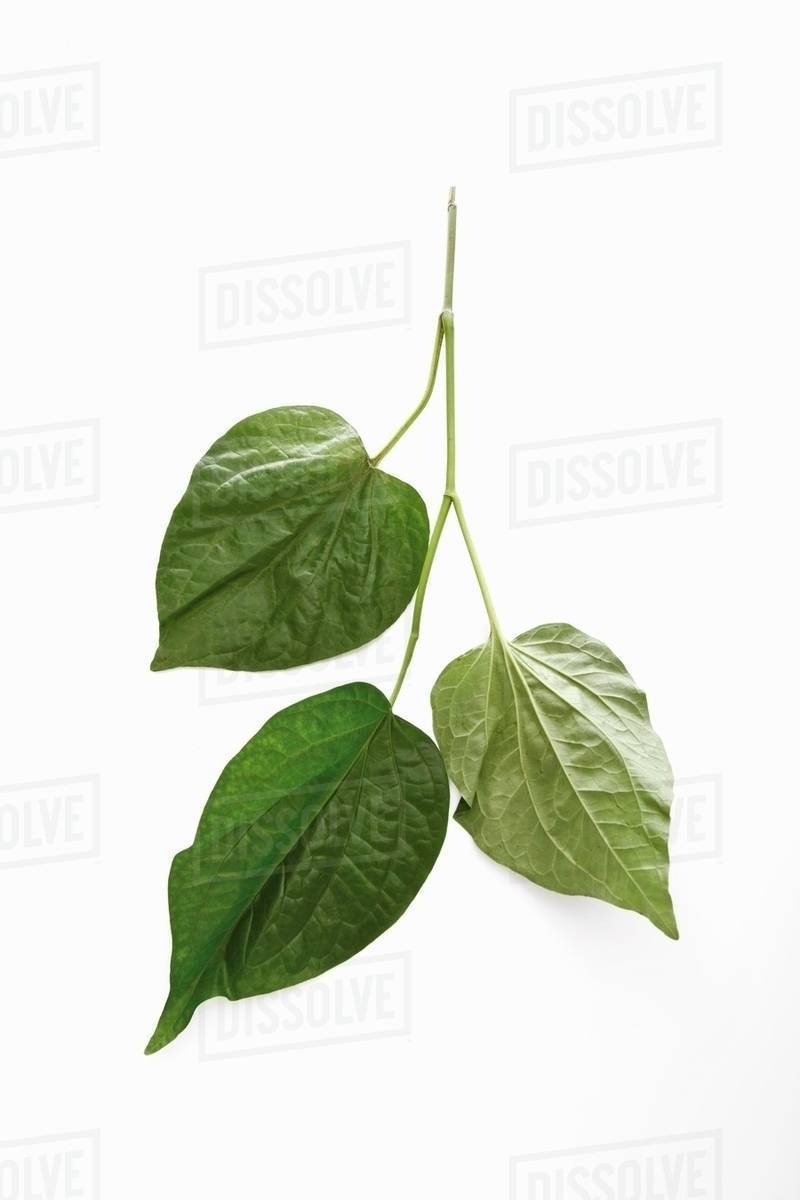 Cha plu leaves - Stock Photo - Dissolve
