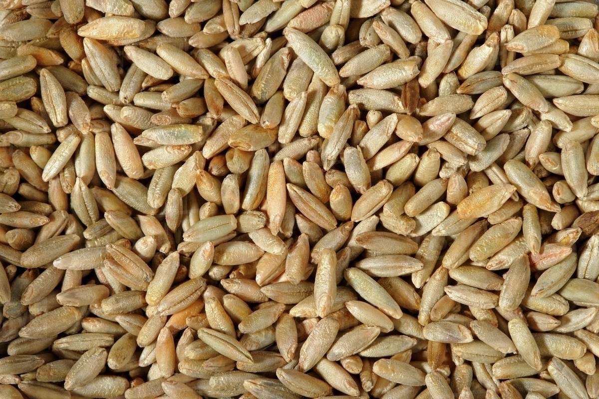 Grains of rye (full-frame) - Royalty-free Stock Photo | Dissolve