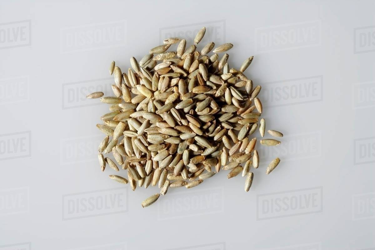 Grains of rye - Royalty-free Stock Photo | Dissolve